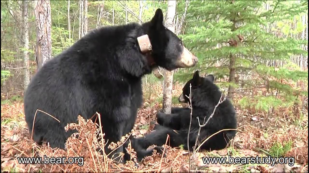 October 19, 2011 - Lily the Black Bear - Grooming and Nursing - YouTube