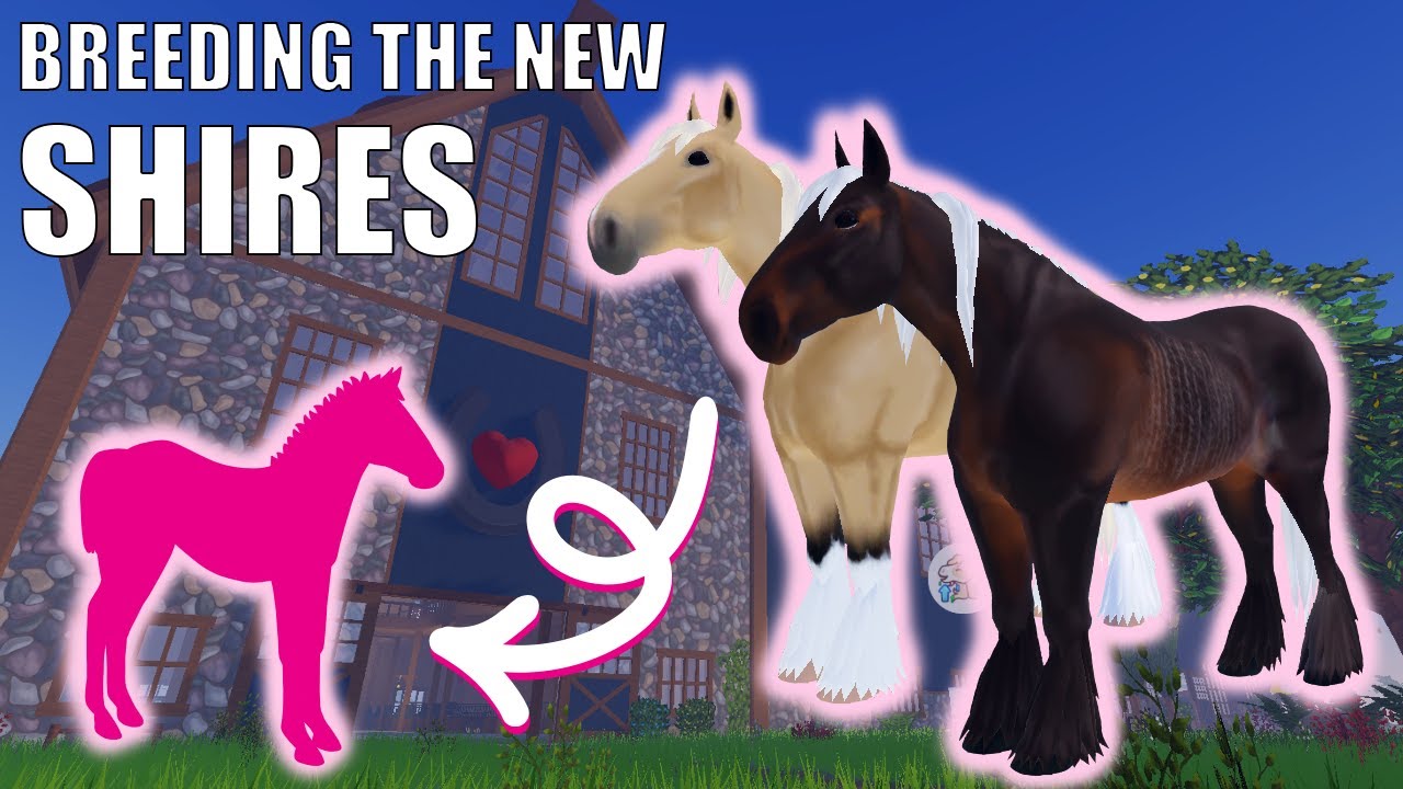 breeding the new SHIRE HORSES! - Wild horse islands - YouTube