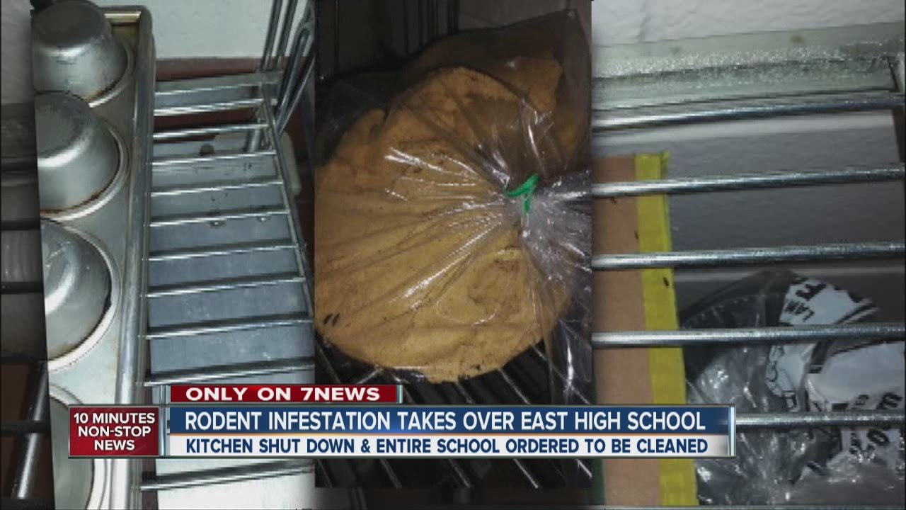 Rodent infestation plagues East High School - YouTube