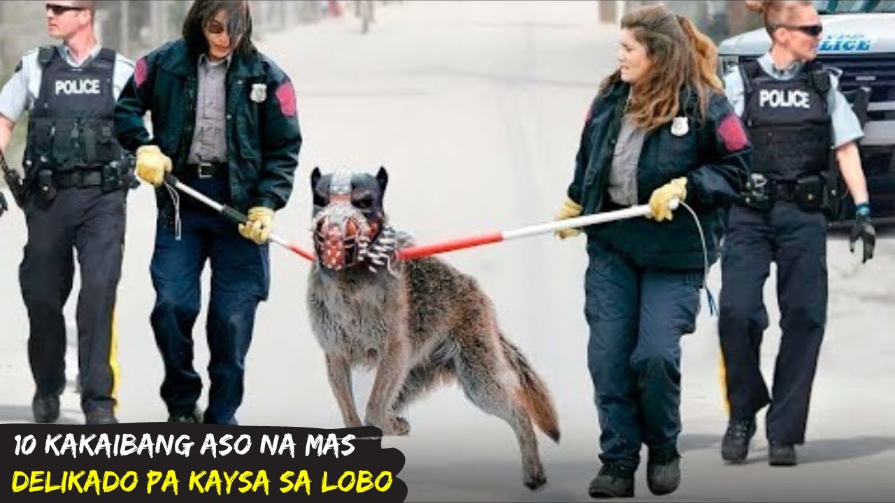 10 Hindi Pangkaraniwang Aso na 100 Ulit na Mas Delikado Kaysa sa Lobo ...