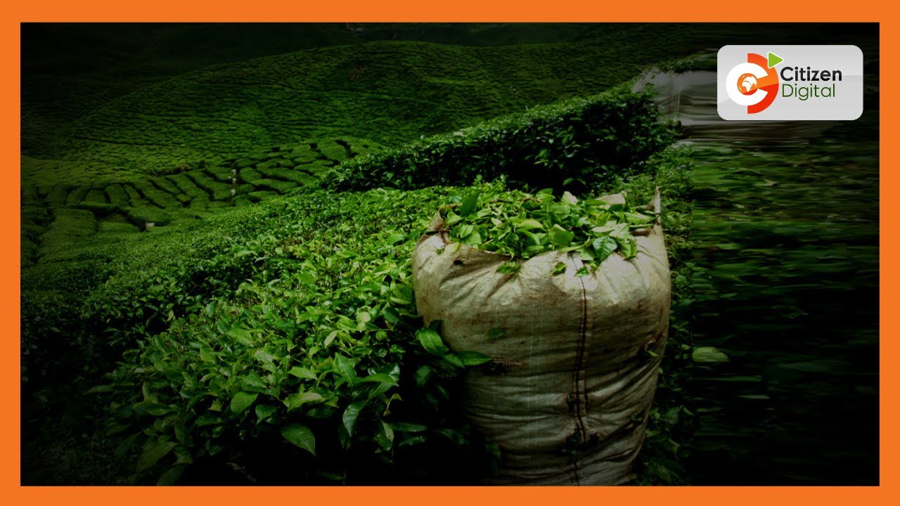 Wakulima wa majani chai eneo la Mlima Kenya wahofia kupungua kwa ...