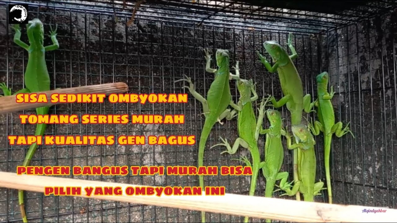 ABSEN PARA AMUNISI DI GUDANG PELURU (KANDANG IGUANA MATCHA) - YouTube