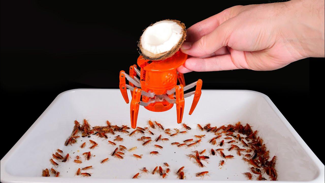 1000 COCKROACHES and ROBOT SPIDER - YouTube