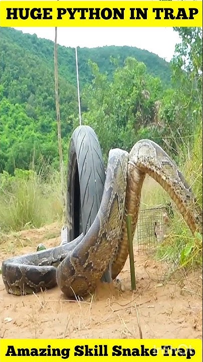 Huge Python in Snake Trap 😱 #shorts - YouTube