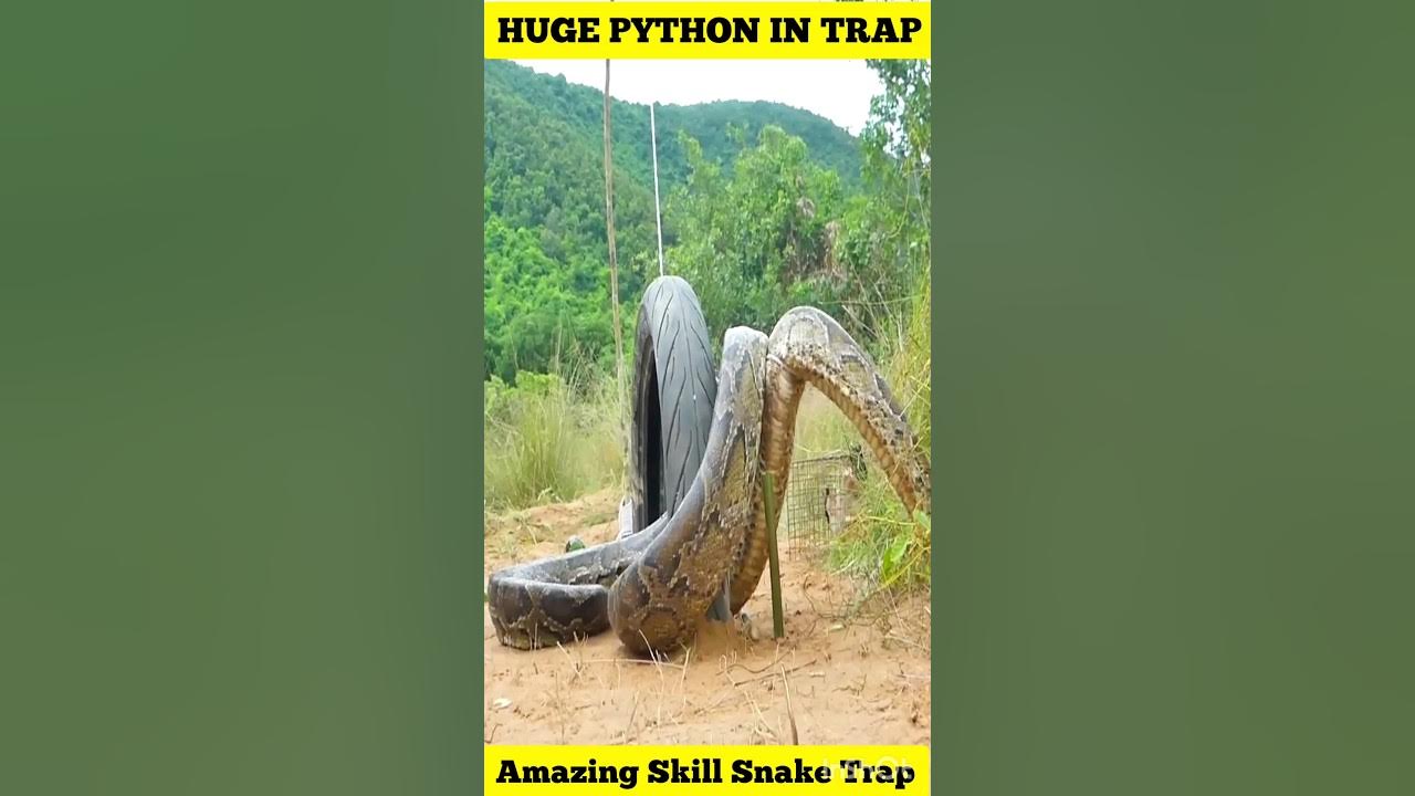 Huge Python in Snake Trap 😱 #shorts - YouTube