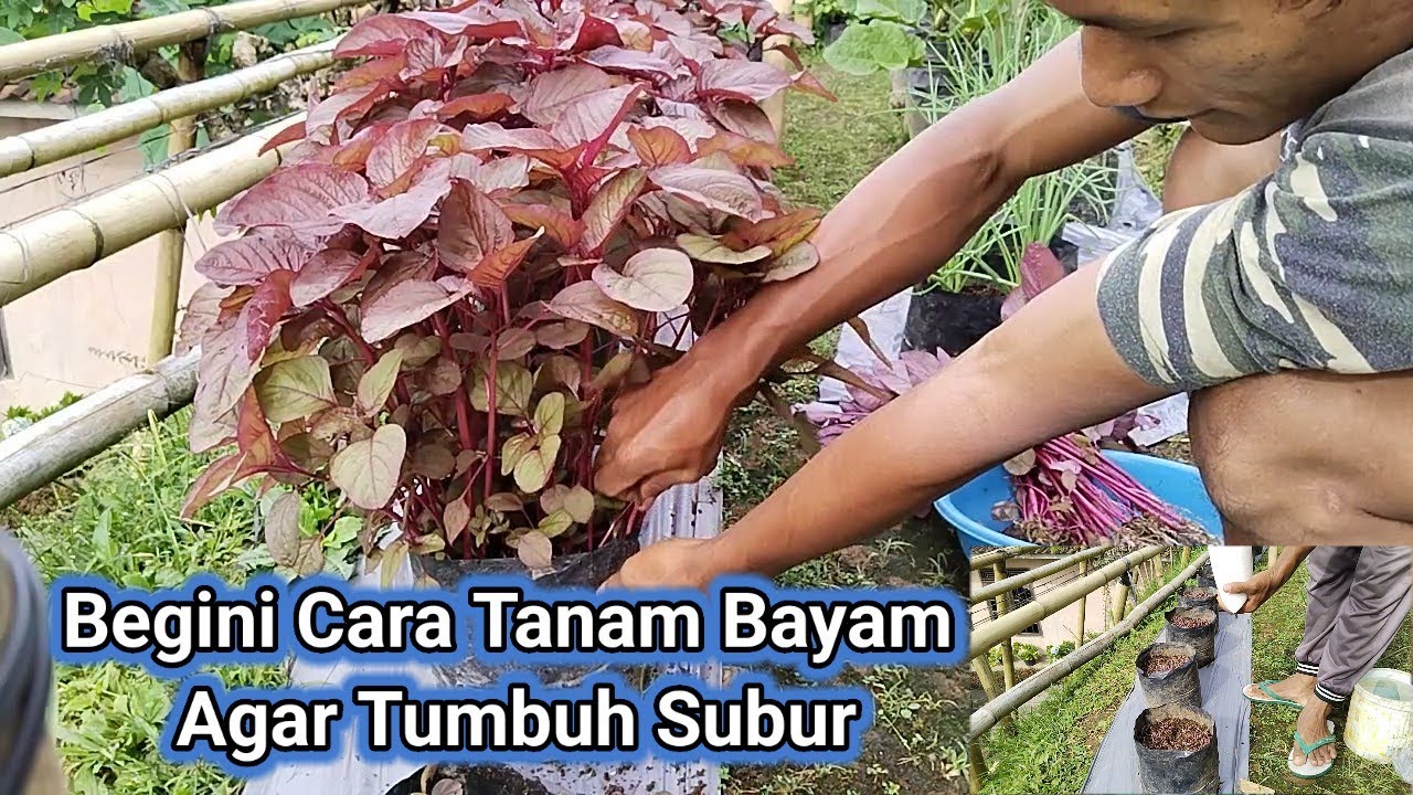 Cara Tanam Bayam Merah Di Polybag Agar Tumbuh Subur || dari benih ...