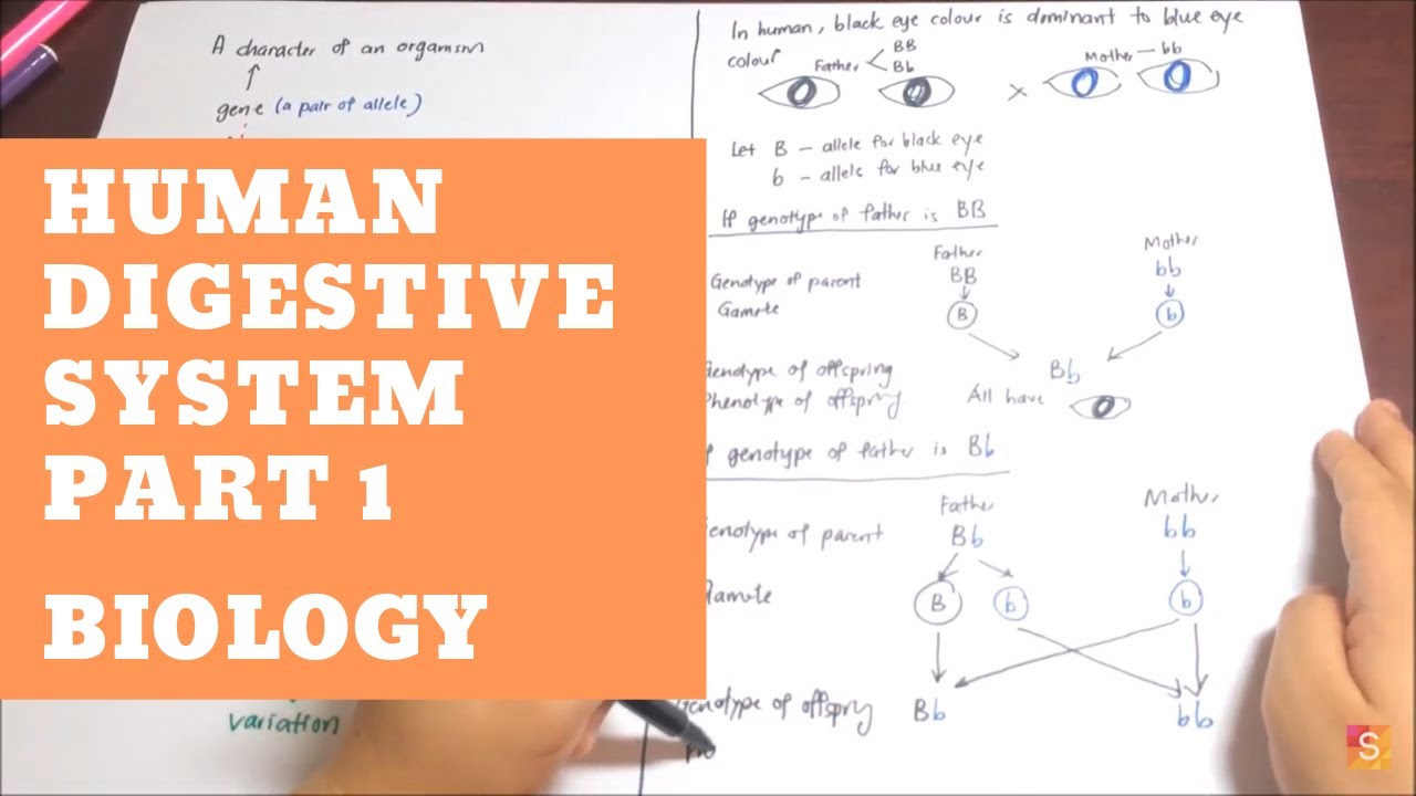 Biology- Human Digestive System Part 1 - YouTube