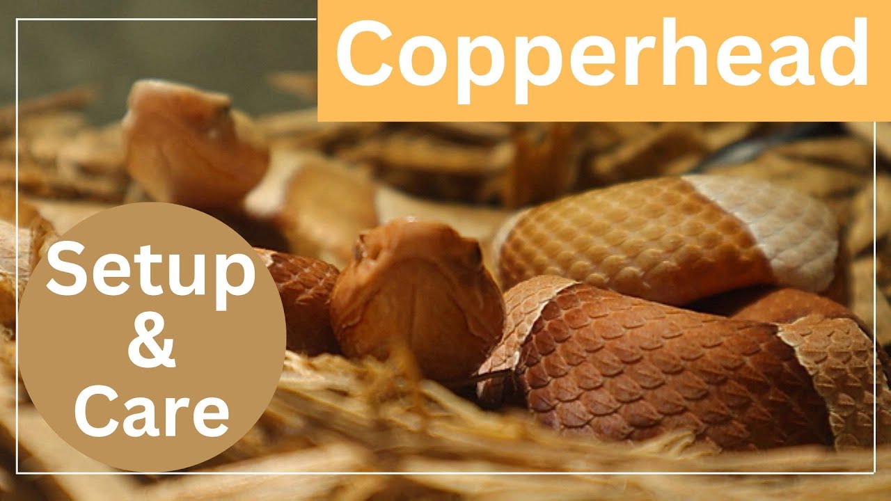 How To Setup & Care For The VENOMOUS Copperhead Pit Viper - YouTube