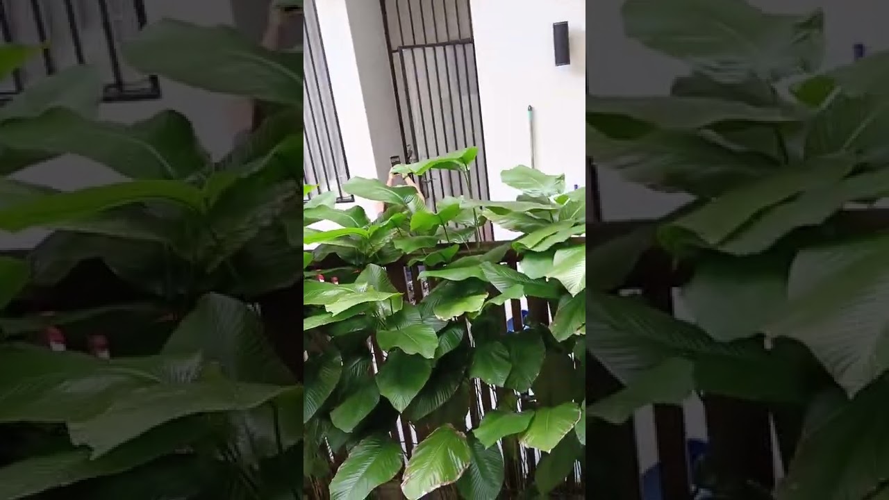 over the bakod chismis#shorts - YouTube