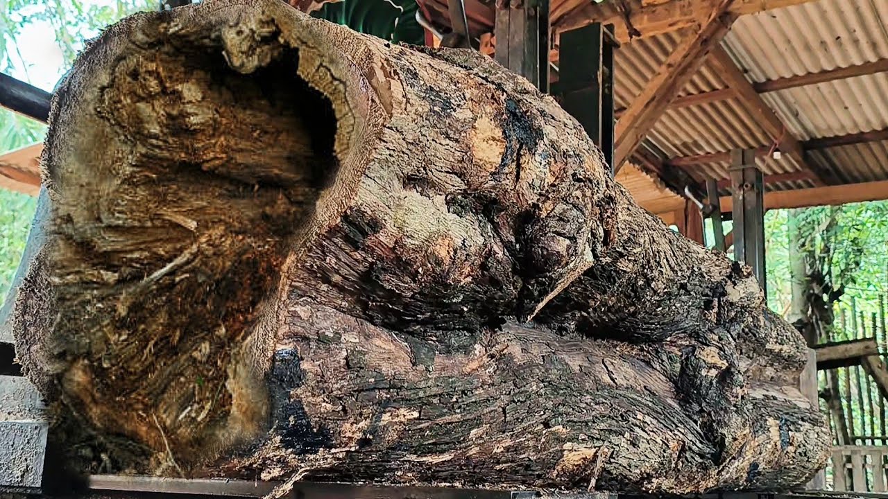 unexpected discovery of an old teak tree trunk with an irregular shape ...