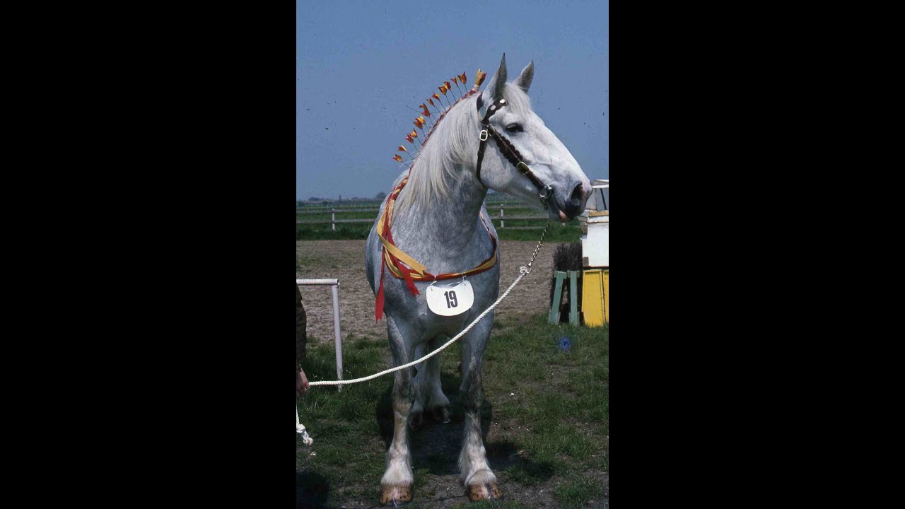BRITISH PERCHERON HORSE SOCIETY BREED SHOW AT OUTWELL - YouTube
