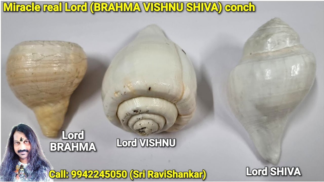 Miracle real Lord (BRAHMA VISHNU SHIVA) conchs. - YouTube