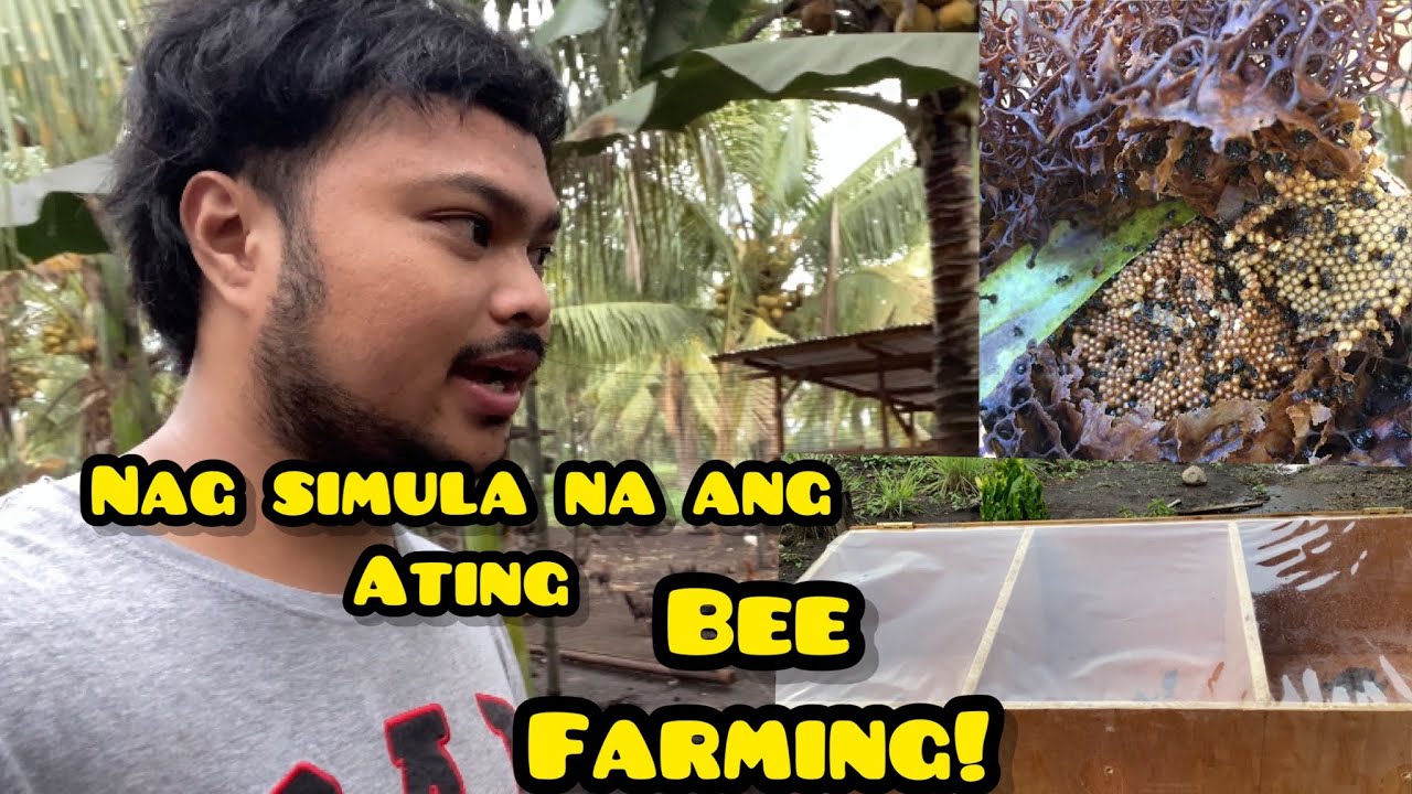 NAG SIMULA NA ANG ATING BEE FARMING! - YouTube