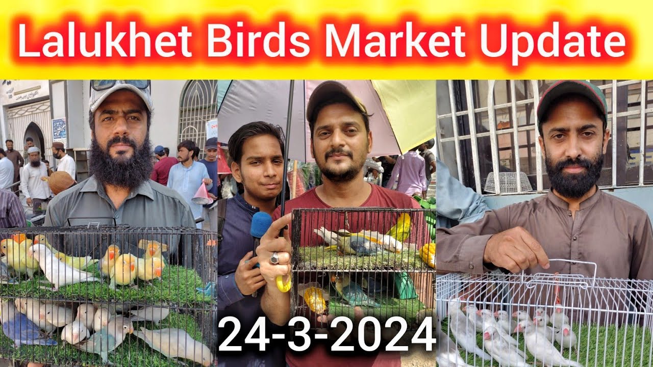 Lalukhet Sunday Birds Market 24-3-2024 Latest Update | Lalukhet Birds ...