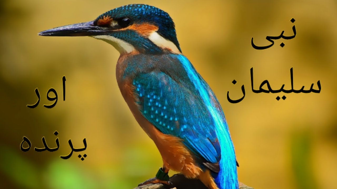 Hazrat Suleiman conversations with bird - YouTube