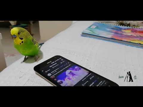 Kur'an-i Kerim Dinleyen Muhabbet Kuşu