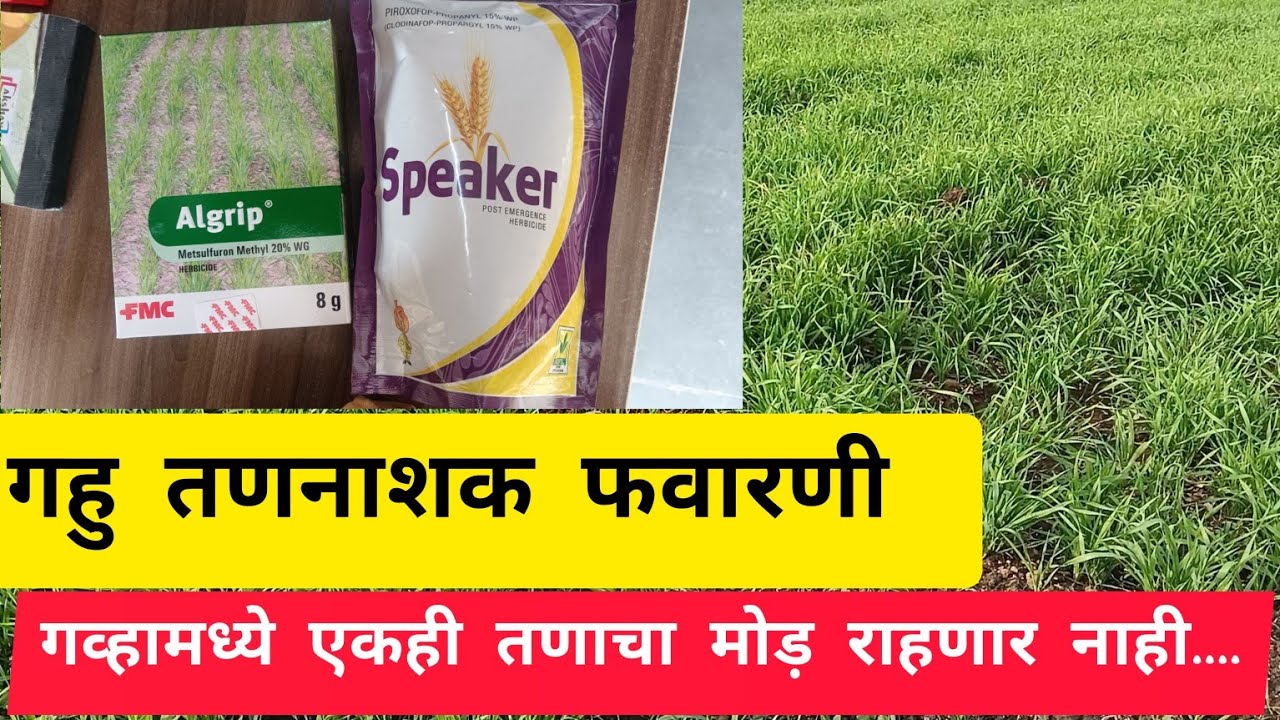 गहु तणनाशक फवारणी|गहु तणनाशक|gahu tan nashak favarni kiti divsani ...