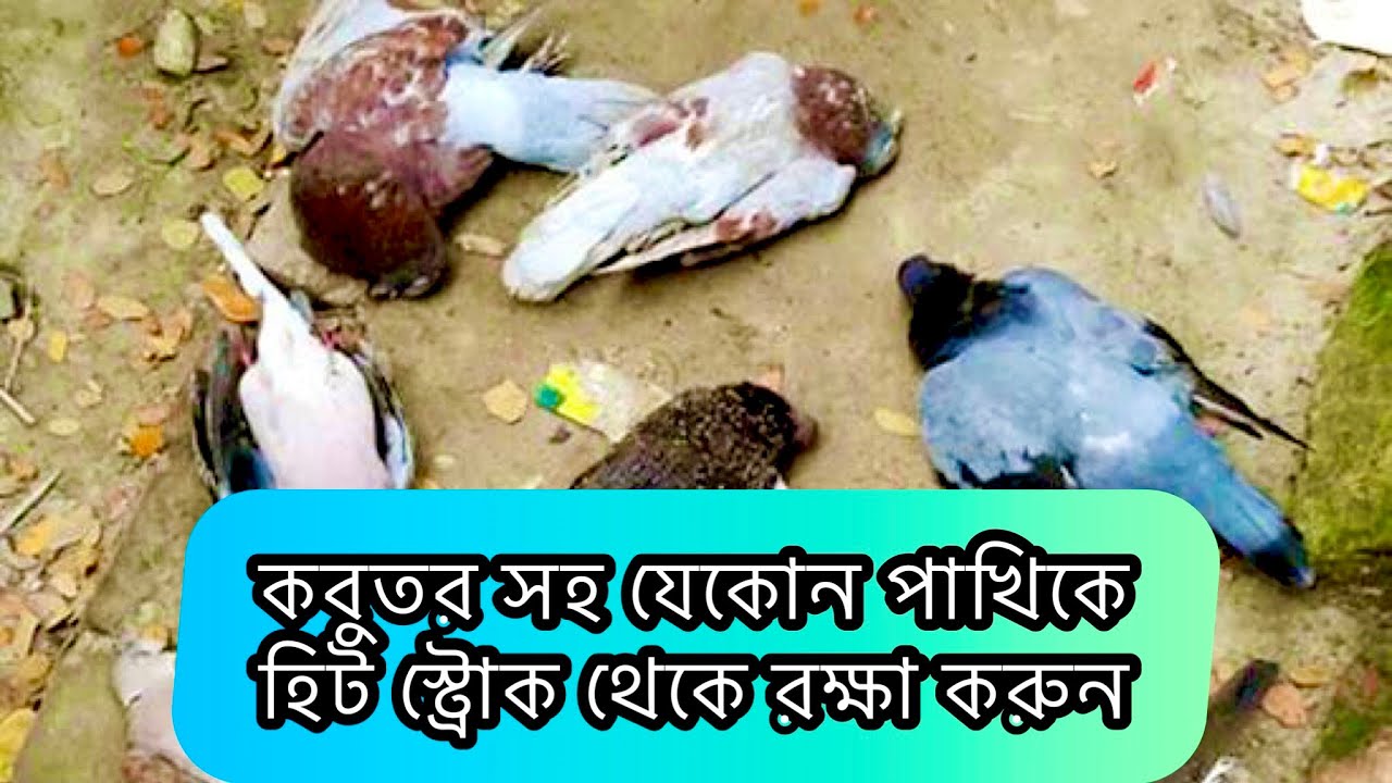গরমে কবুতরের যত্ন-গরমে কবুতরকে হিট স্ট্রোক থেকে রক্ষা করুন ...