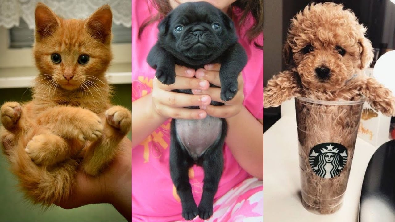 Funny Cute Tik Tok Animals Compilation #11 | Cutest Creatures - YouTube