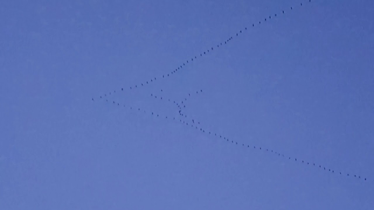 سعد داغر: طيور في سماء فلسطين Saad Dagher: Birds in Palestine - YouTube