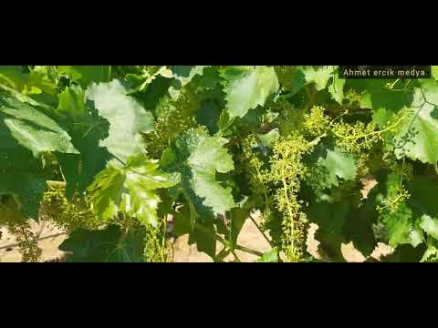 çekirdeksiz sultani üzüm bağlarını çiçekteyken kontrol etmek #üzüm #bağcılık