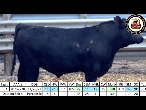 Angus Bull 303 - Rhodes Angus 2024 - YouTube