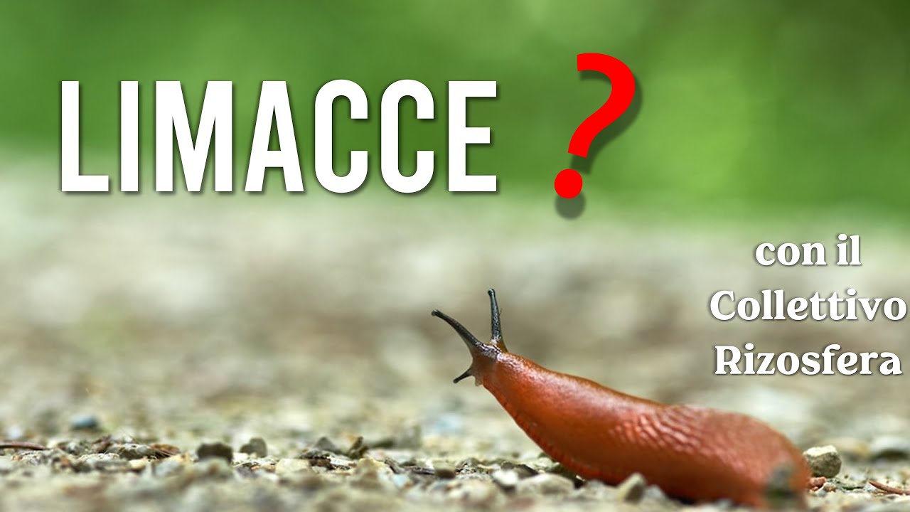 Limacce: un problema dei sistemi no-dig - con il Collettivo @RizoSfera ...