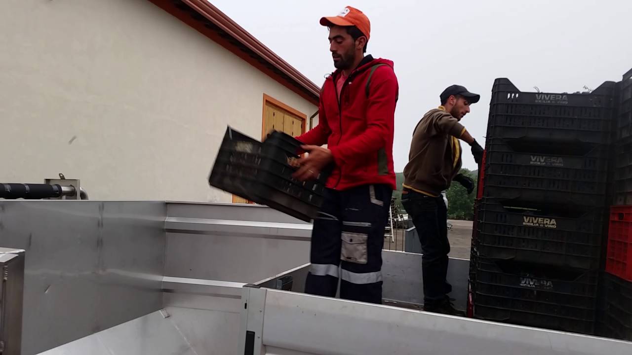 Etnella Conferimento Uve 2015 - YouTube