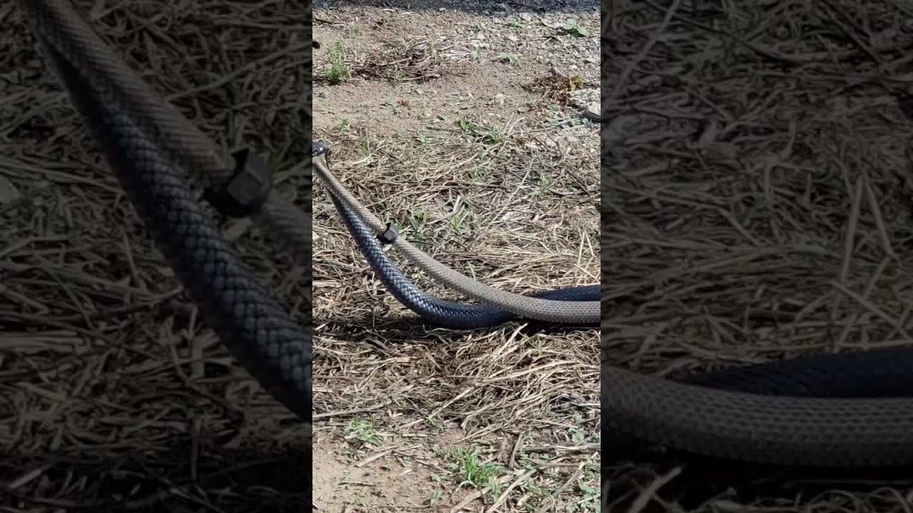 It's a Snake Eat Snake World || ViralHog - YouTube