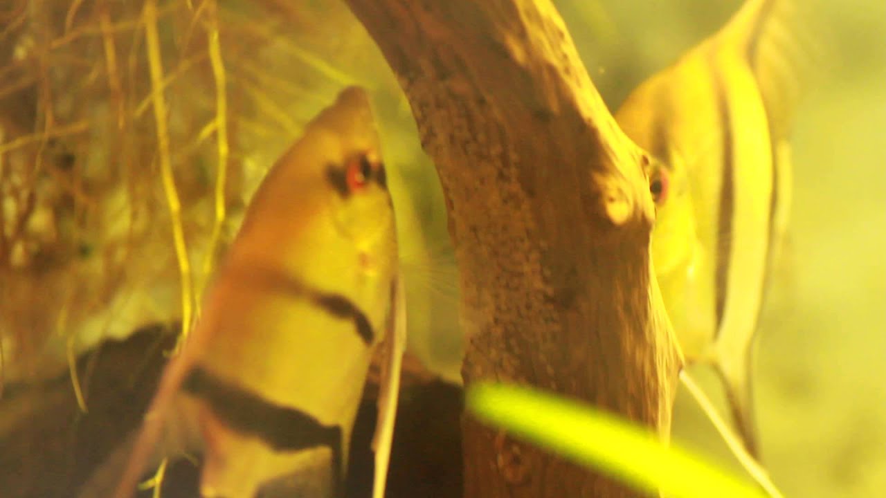 scalare "redback" manacapuru rio - YouTube