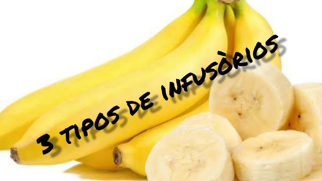 3 tipos de infusòrios para seus alevimos - YouTube
