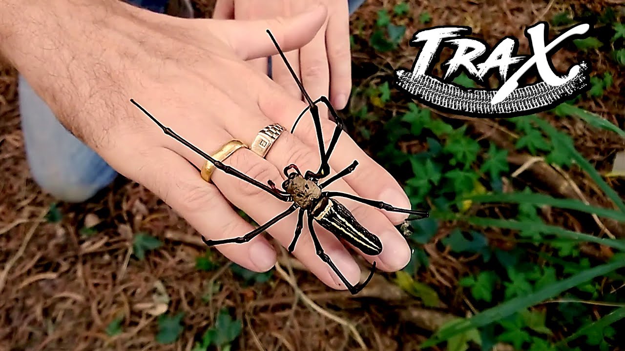 Giant Orb-weaver Spider in Taiwan - YouTube