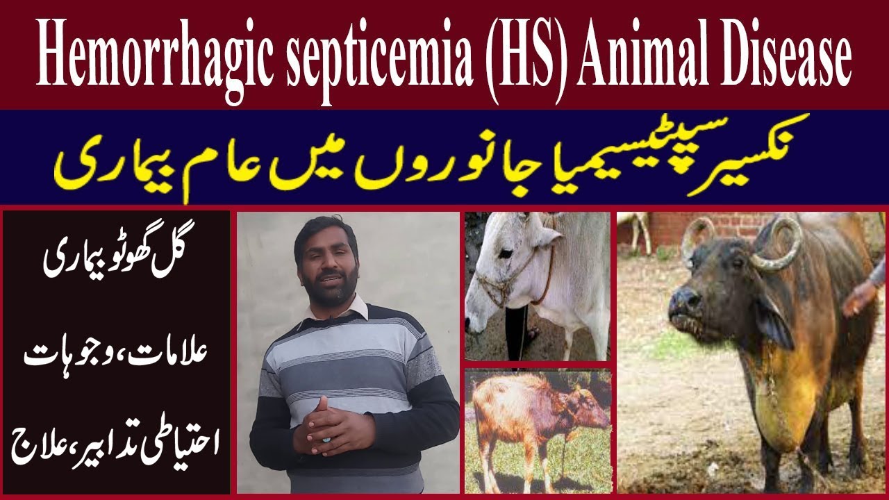 Hemorrhagic Septicemia (HS) In Animal | گل گھوٹو کی بیماری | Gal-Ghotu ...