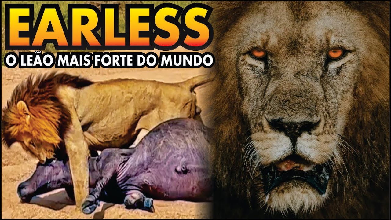 LEÃO EARLESS - O Maior e mais Forte Leão de Todos os Lões - YouTube