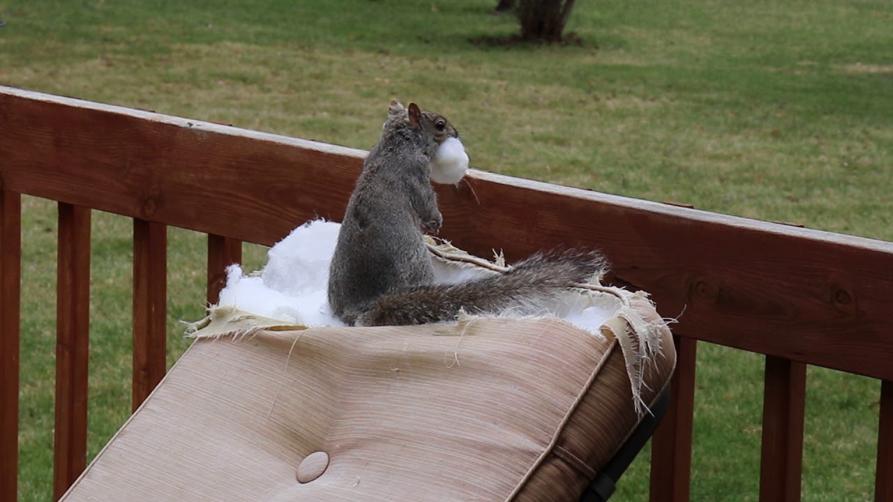 Backyard Bandit - Squirrel Stealing Cushion Fluff - YouTube