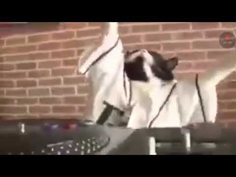 Dj Kitty     Dj İstanbul     KEDİYE BAK BEE