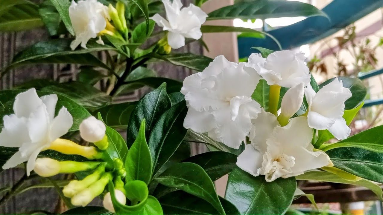 টগর ফুল গাছের সম্পুর্ন পরিচর্যা || Complete Care of Togar Flower Plants ...