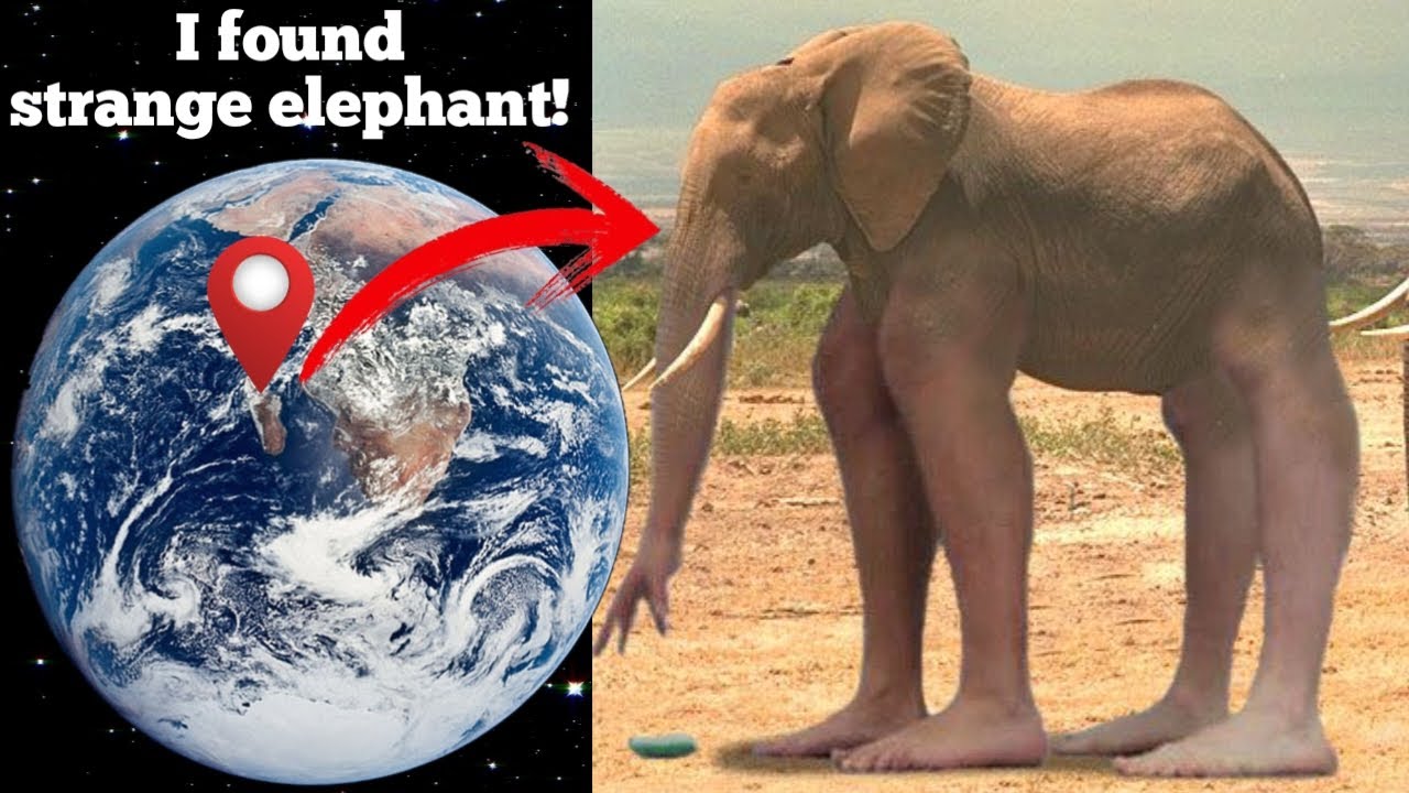I found strange elephant? 🐘🤯😱 on google maps and google earth 🌎 #map # ...