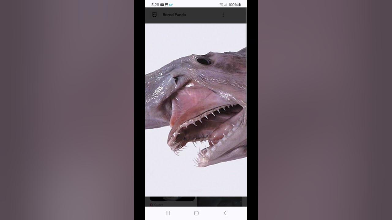 Scary things found in the ocean - YouTube