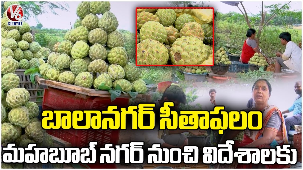 Balanagar Custard Apple (Sitafal) | Seasonal Fruit | Mahabubnagar | V6 ...