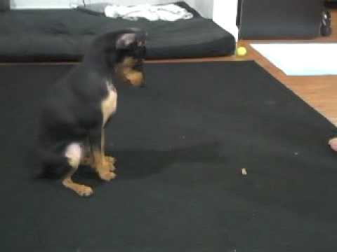 Min Pin Training: "Leave it" Command - 14 Weeks - YouTube