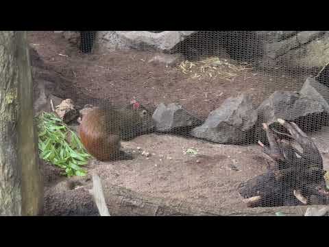Red-rumped Agouti