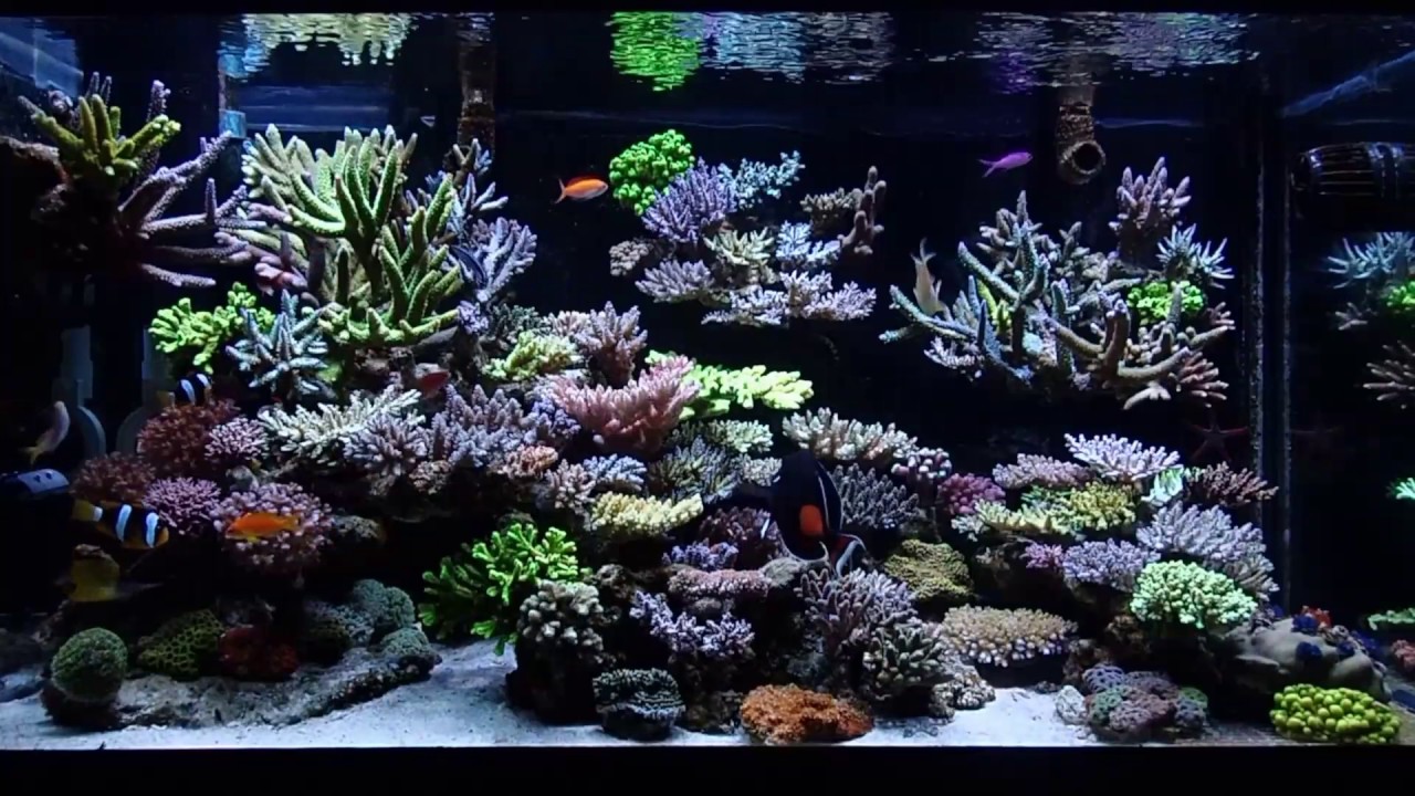 Infinity Tank(full version) - YouTube