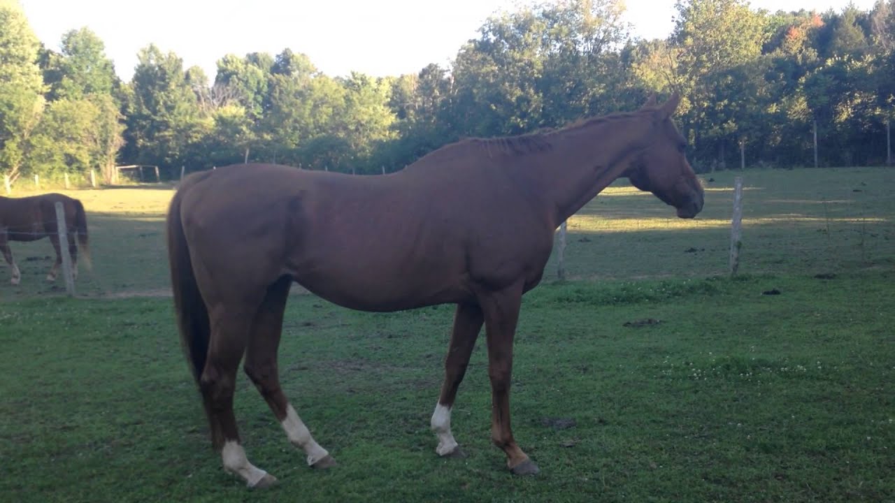 Our rescue OTTB after 1 month - YouTube