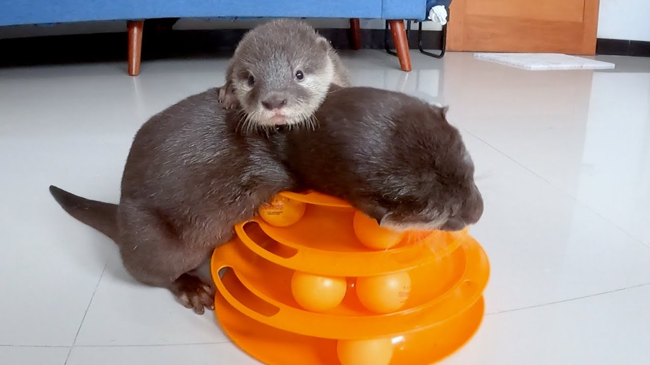 수달들의 장난감놀이, 자기보다 큰 장난감으로 노는 아기수달｜Otters play with toy, baby otter ...