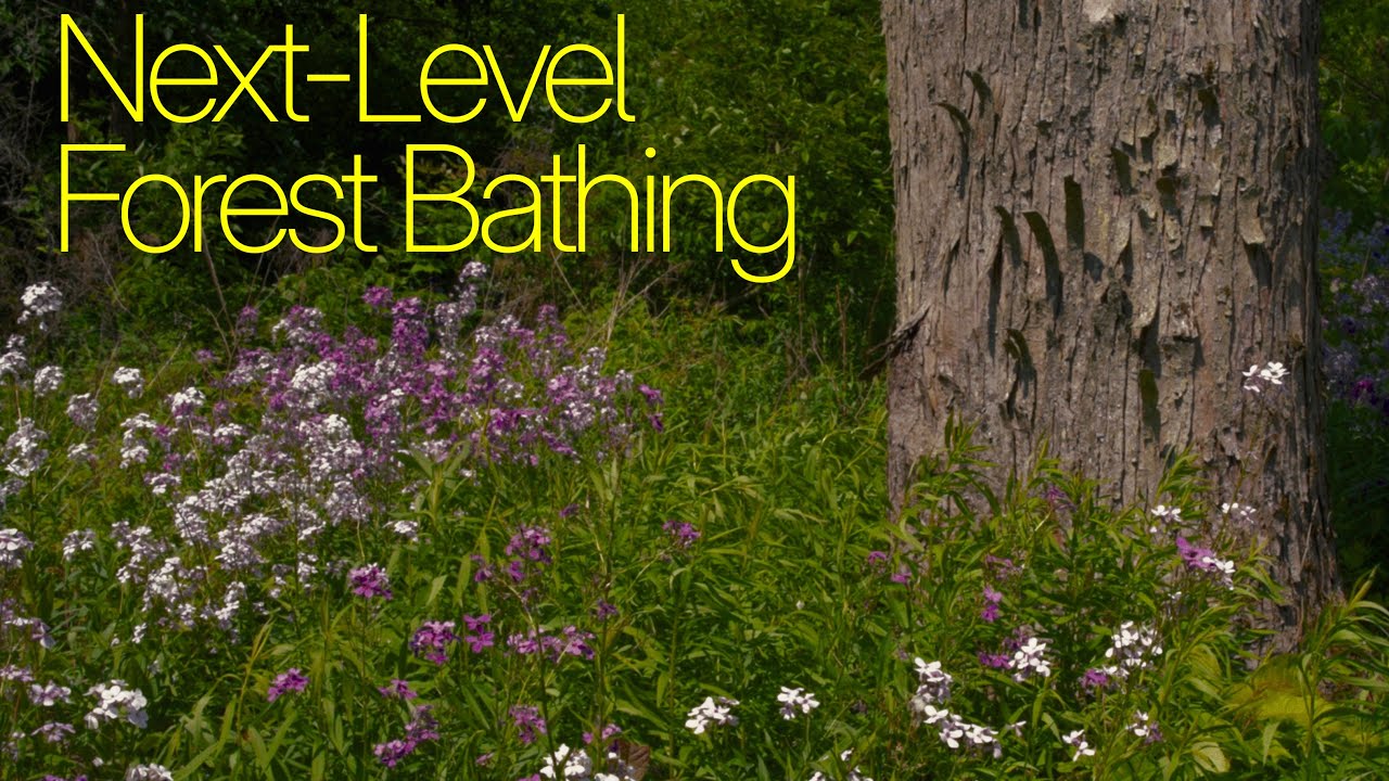 Next-Level Forest Bathing - YouTube