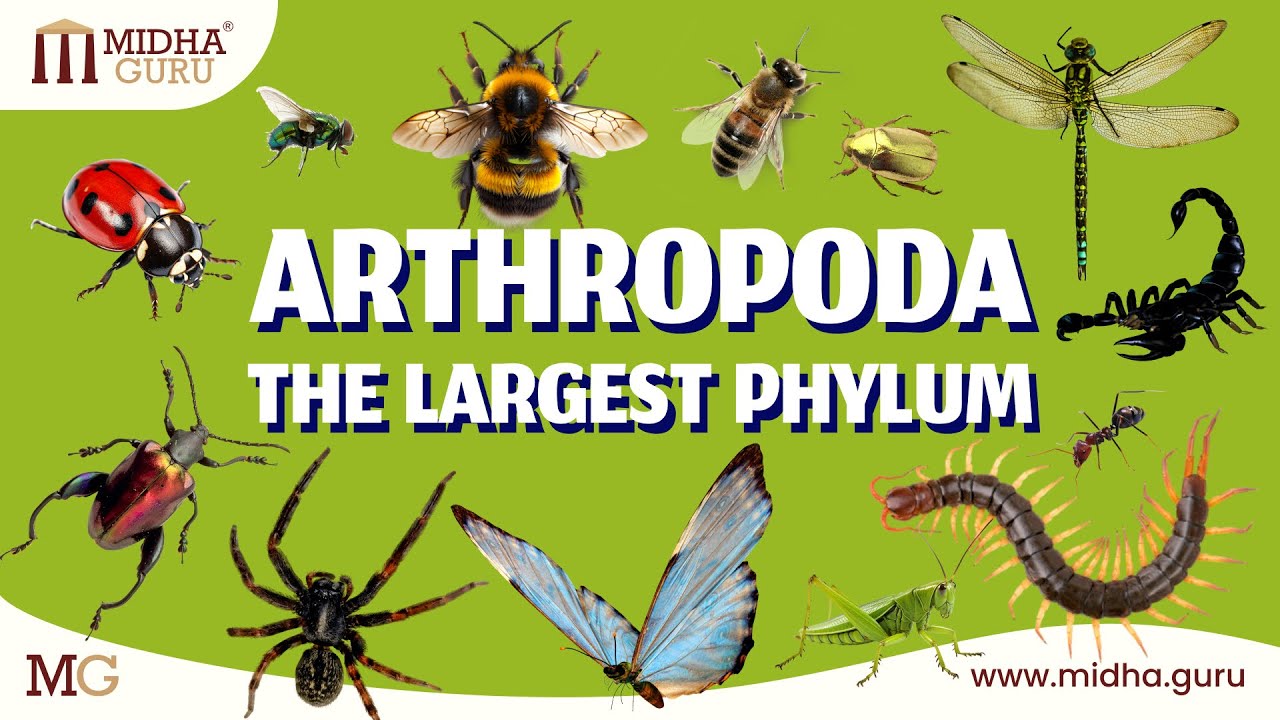 Arthropoda the largest phylum of animal kingdom - YouTube