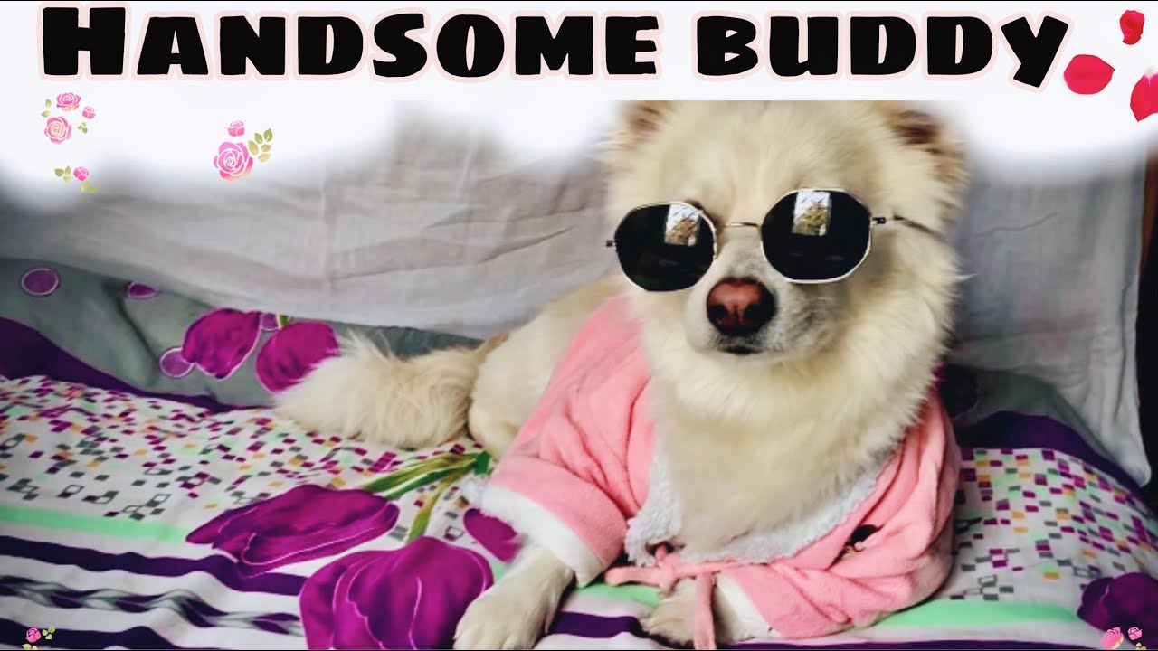 Buddy toh buddy hi rahega😂|bruno & buddy| handsome buddy|talking buddy ...