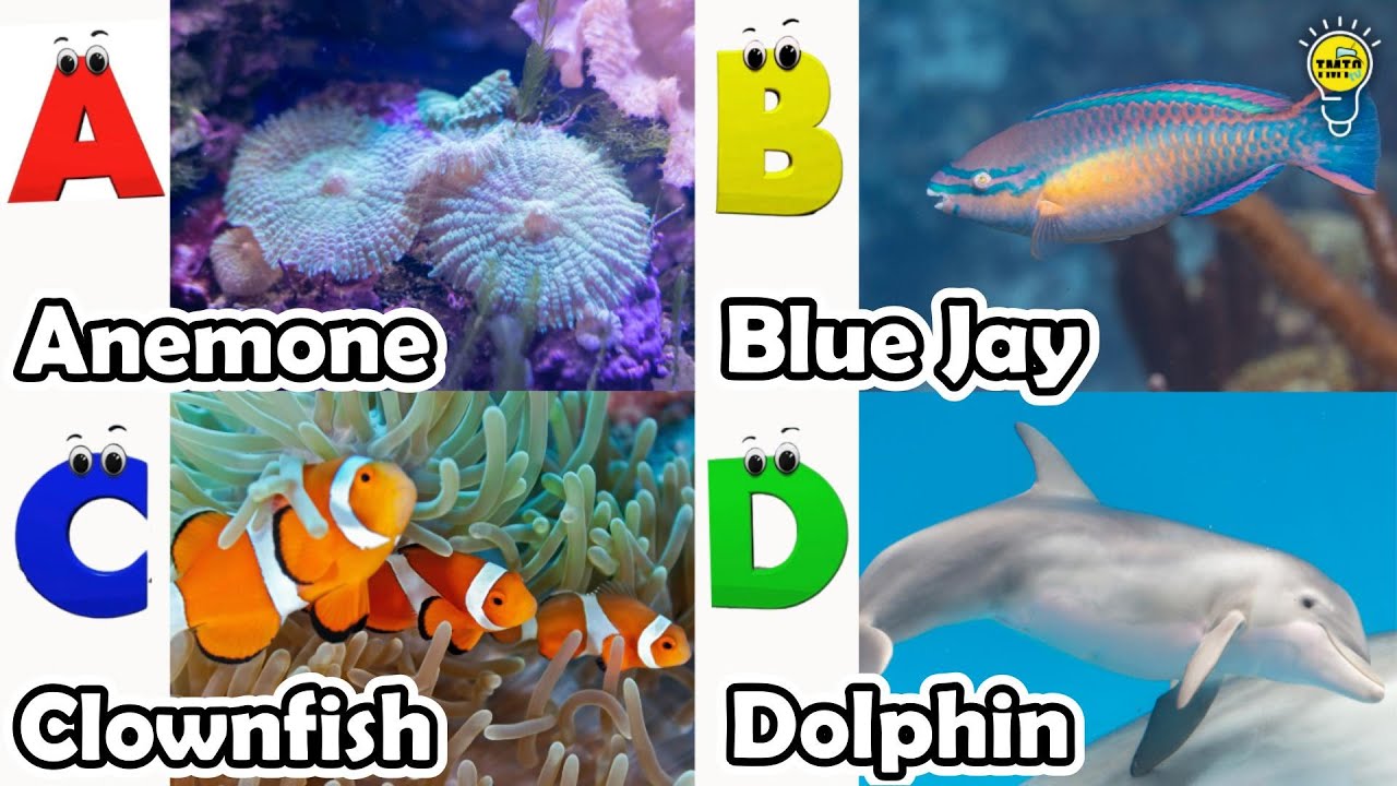Sea Animals phonics song for toddlers| Alphabet phonics song for kids ...