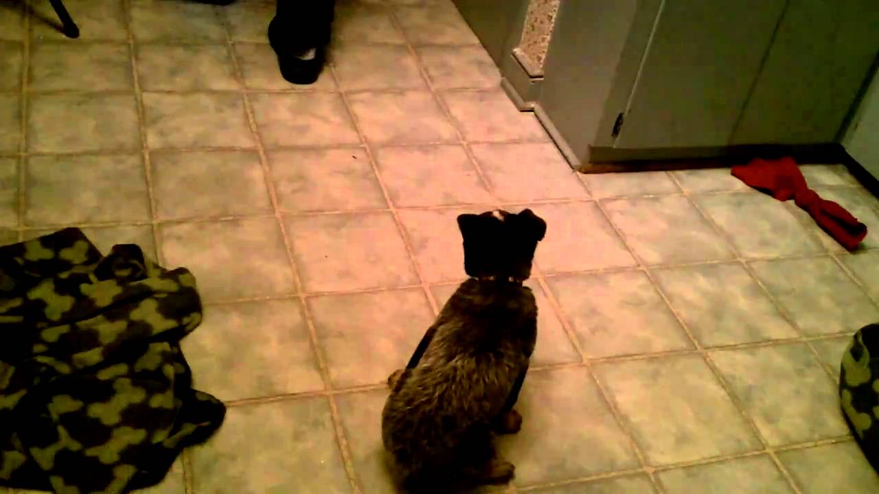 ACD Bandit Training Progress 001 - YouTube